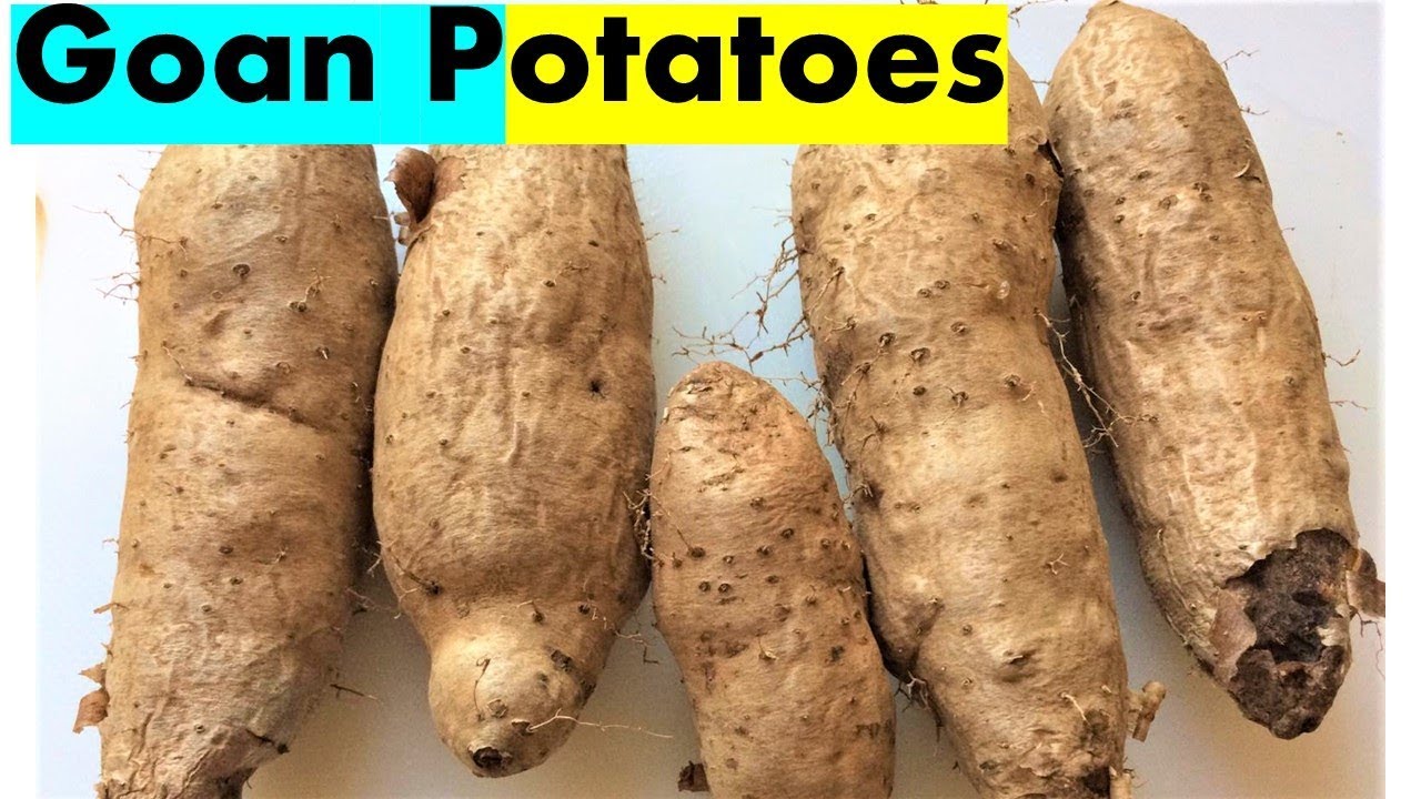 Goan Root Potatoes | Kartcondga Tubers found in Goa - YouTube