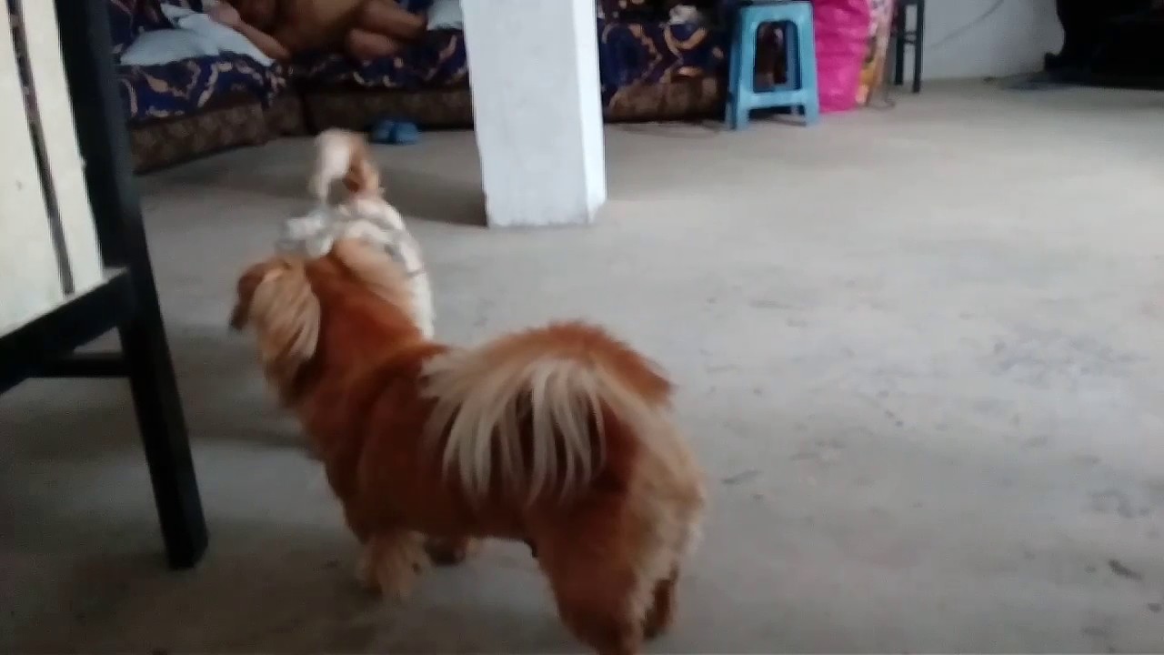 Mis mascotas fornicando en la sala - YouTube