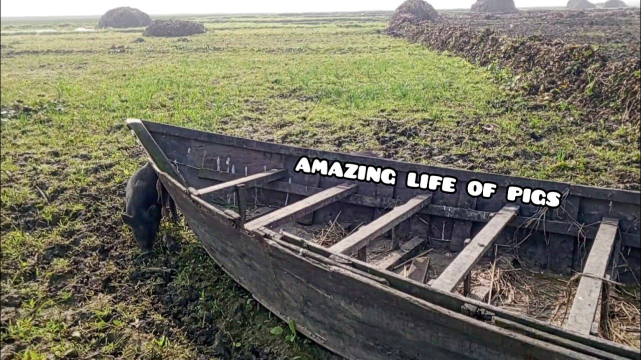 natural animal video.amazing life of pig videos in our village mud ...