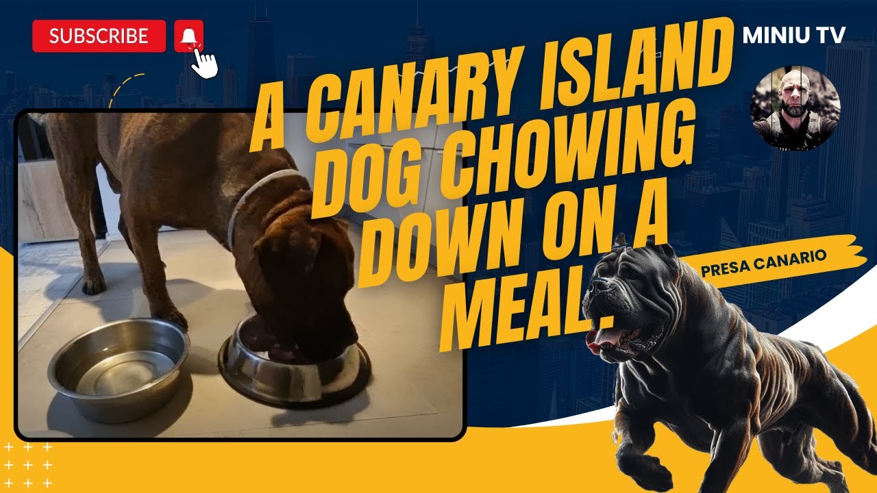 A Canary Island DOG chowing down on a meal. - YouTube