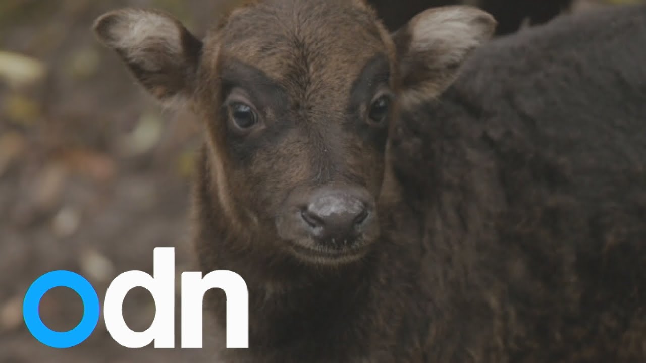 'Demon' of the forest: Rare anoa calf born at Chester Zoo - YouTube