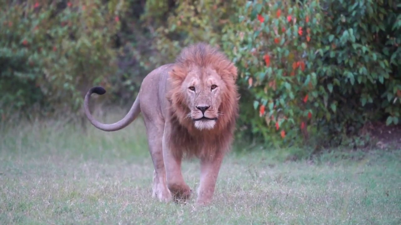 Impressive roar of wild Mara lion - YouTube