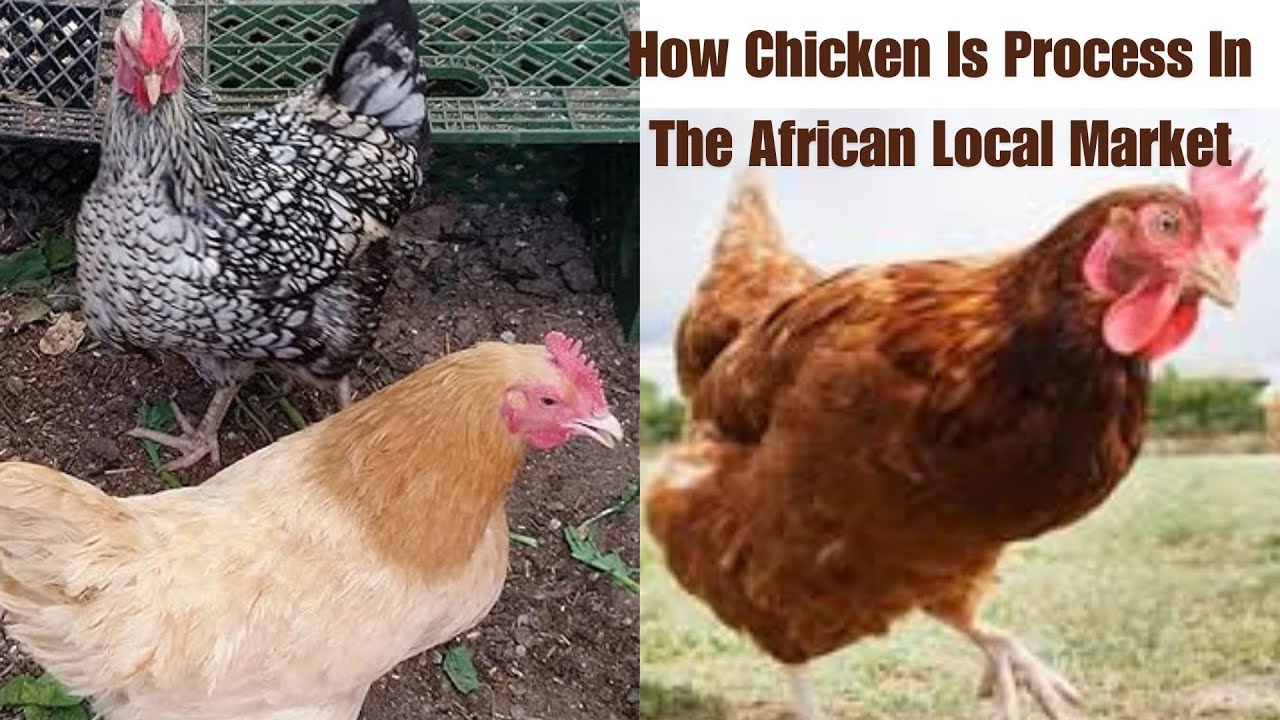 African LifeStyle// How Chicken Is Process In The African Local Market ...