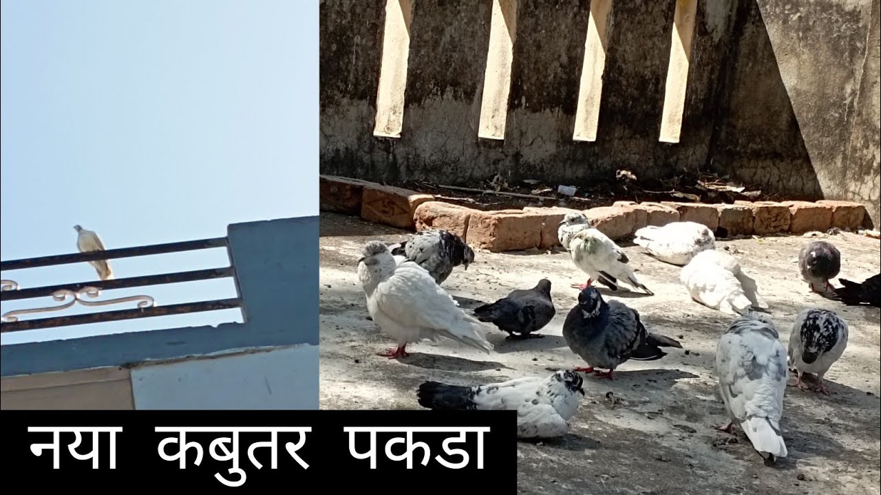 naya kabutar kese pakade,naya kabutar pakada, pigeons breeding progress ...