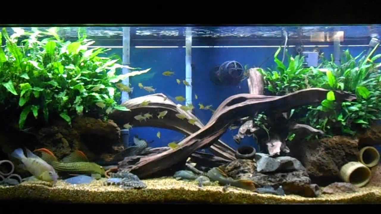 Pleco feeding frenzy featuring my L160 and L24 - YouTube