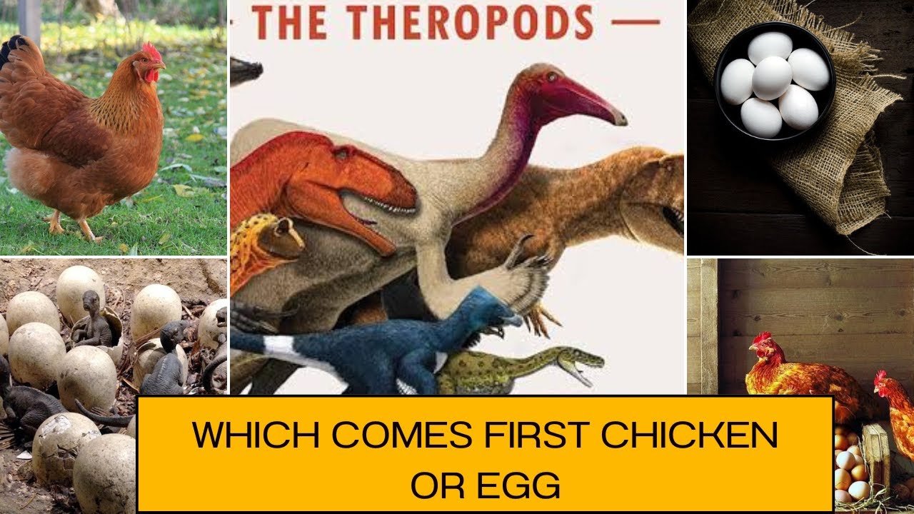 Which comes first Chicken or egg ? I explained here how chicken is ...