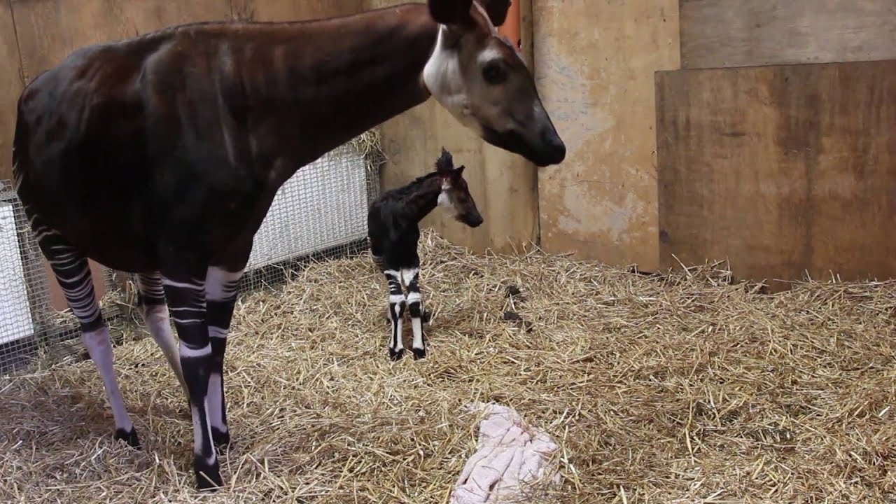 Okapi birth caught on camera at Wild Place Project - YouTube