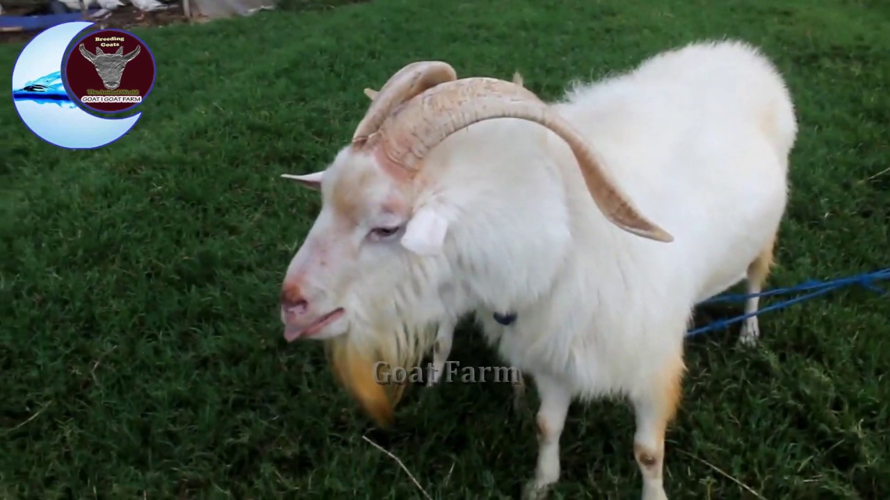Big male goats are ready to mate - YouTube