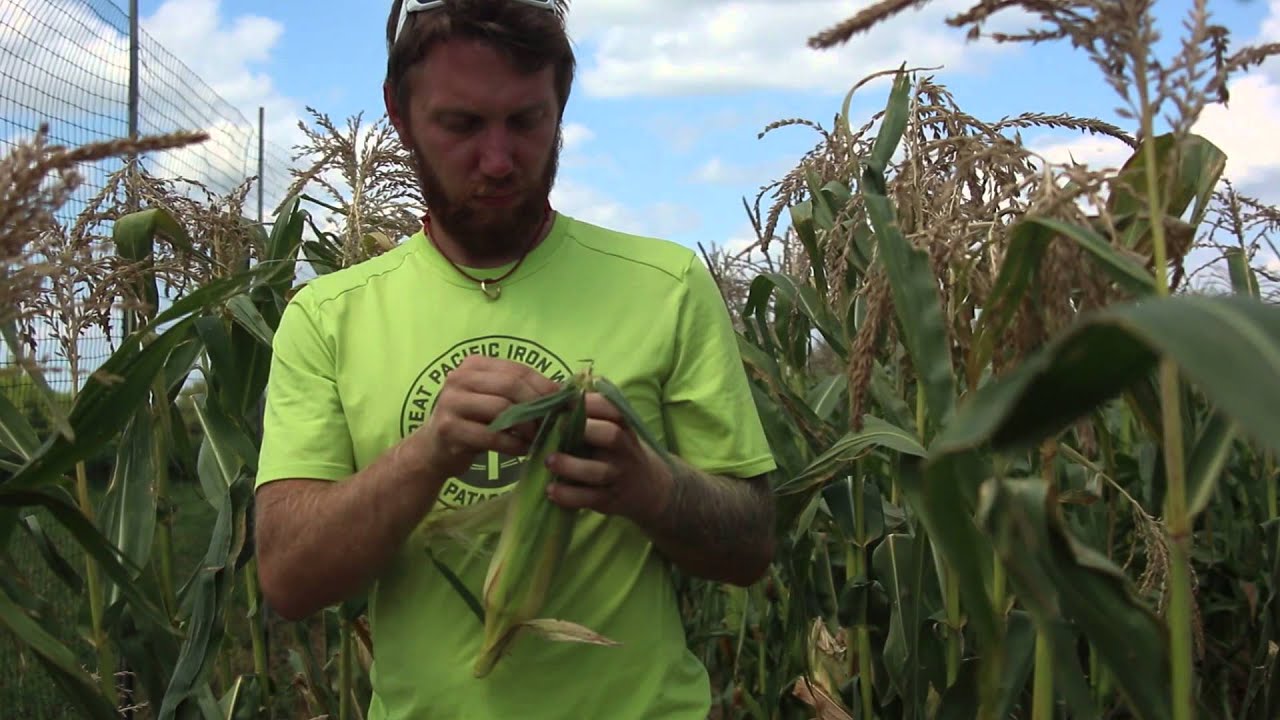 Eating Iowa sweet corn fresh off the stock! - YouTube