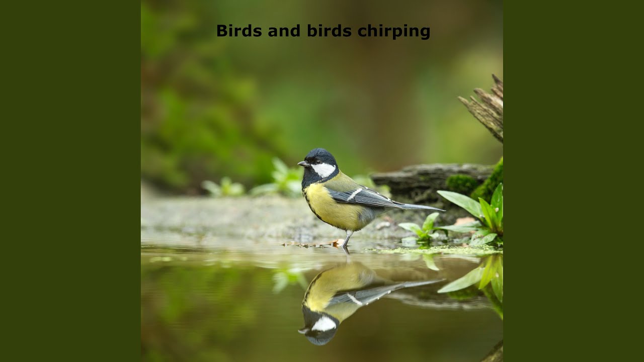 Birds Chirping with Three Delta - YouTube