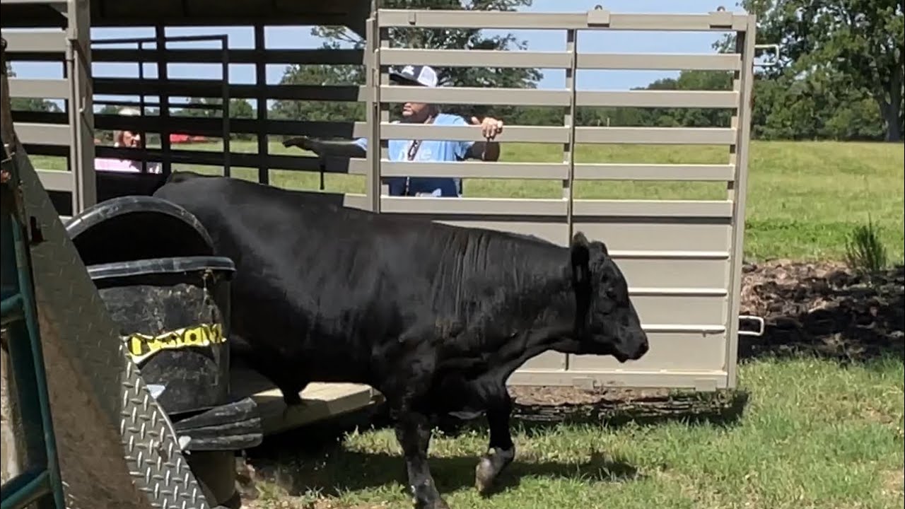New Addition To The Pasture. Moo. #angus #bull #cow #moo - YouTube