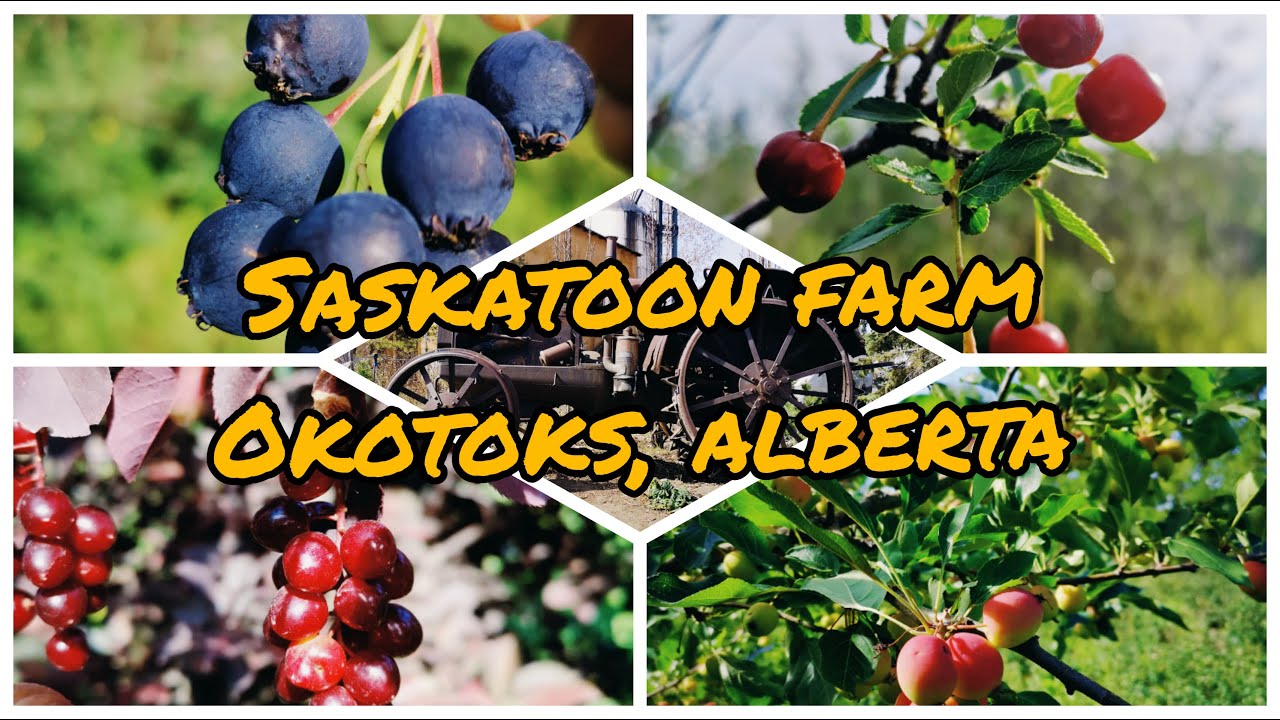 Saskatoon Farm | Okotoks | Alberta, Canada | Travel Canada | Lindsey's ...