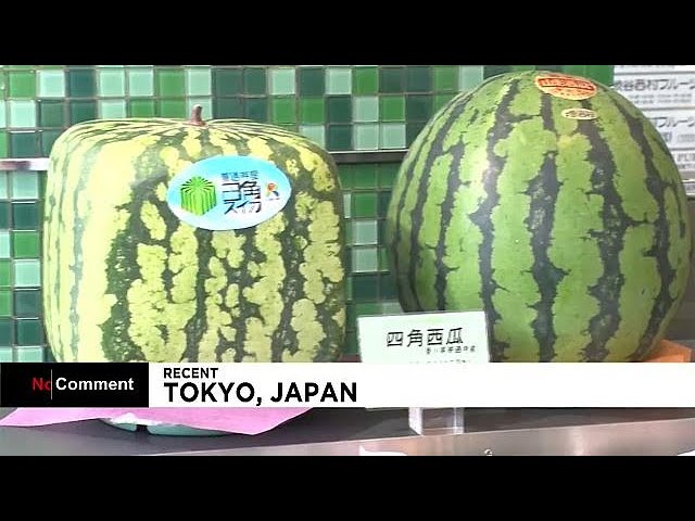 Japan Square Watermelons What Are Japanese Watermelons?