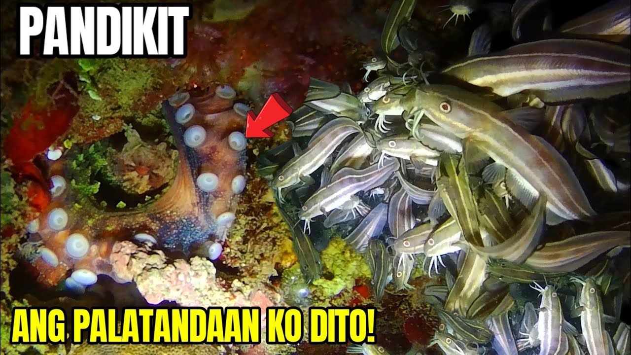 HINDI BASTA, MAGALING MAGKUNWARI!| NIGHT SPEARFISHING PHILIPPINES| TRY ...