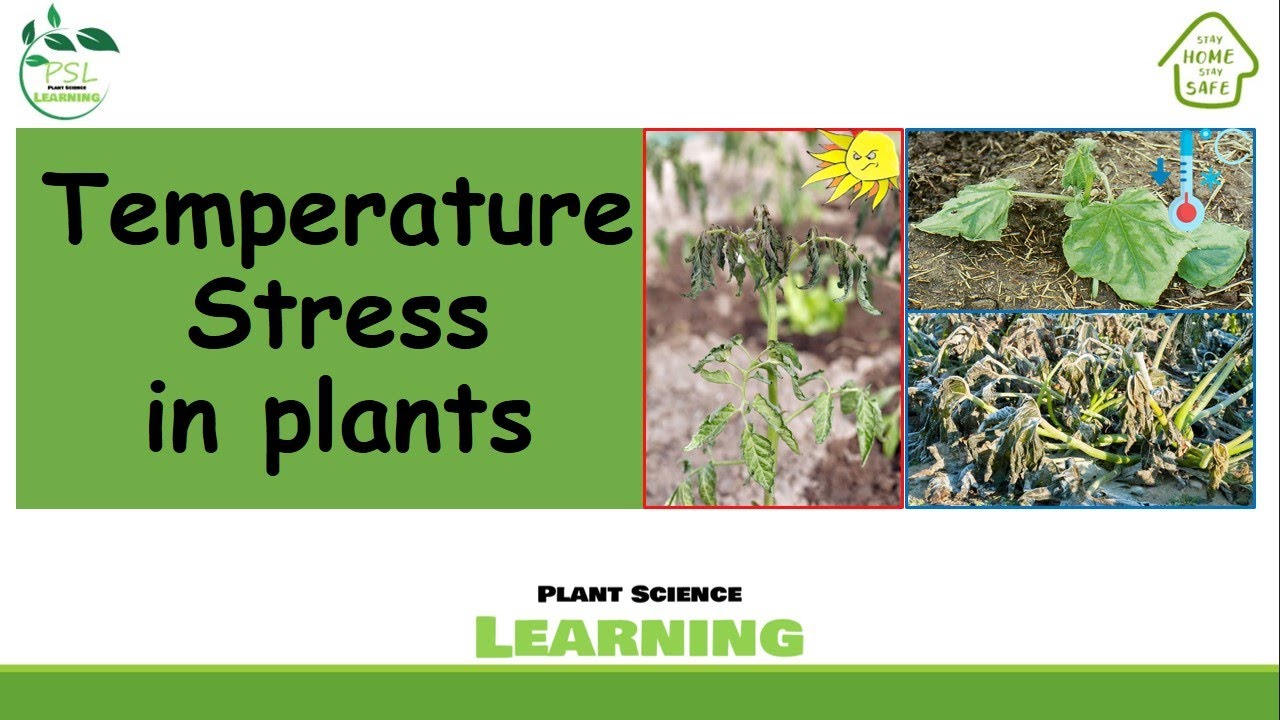 High Temperature Stress In Plants – ULJAA