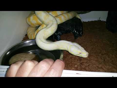 Albino darwin python - YouTube