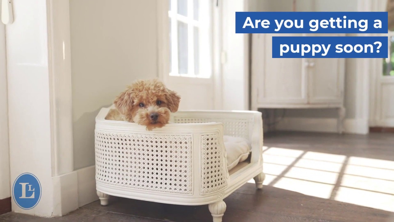 Lord Lou - Puppy Essentials checklist - YouTube