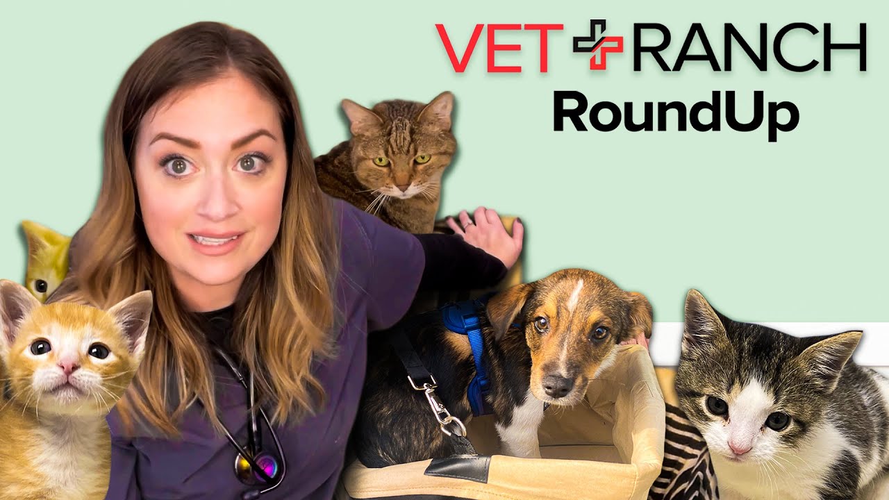 Our Shelter Puppies are SICK on Vet Ranch RoundUp! - YouTube