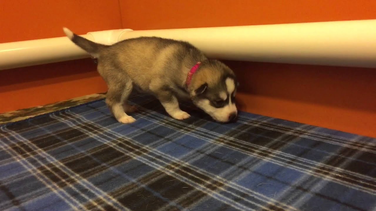 Husky puppy learning to walk - YouTube
