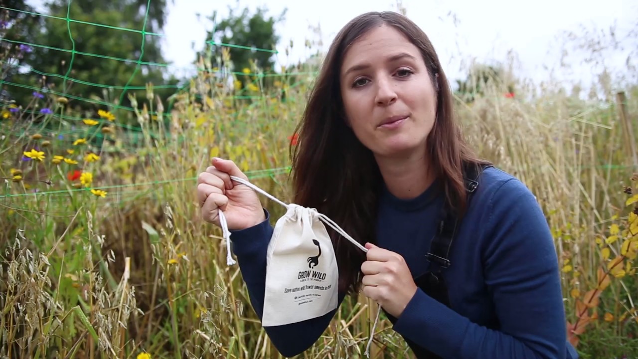 How to save your wild flower seeds with Hannah Grows - YouTube