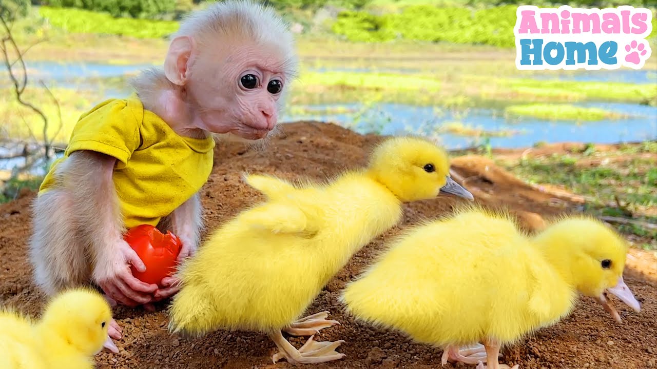 Obi monkey has fun plays with ducklings - YouTube