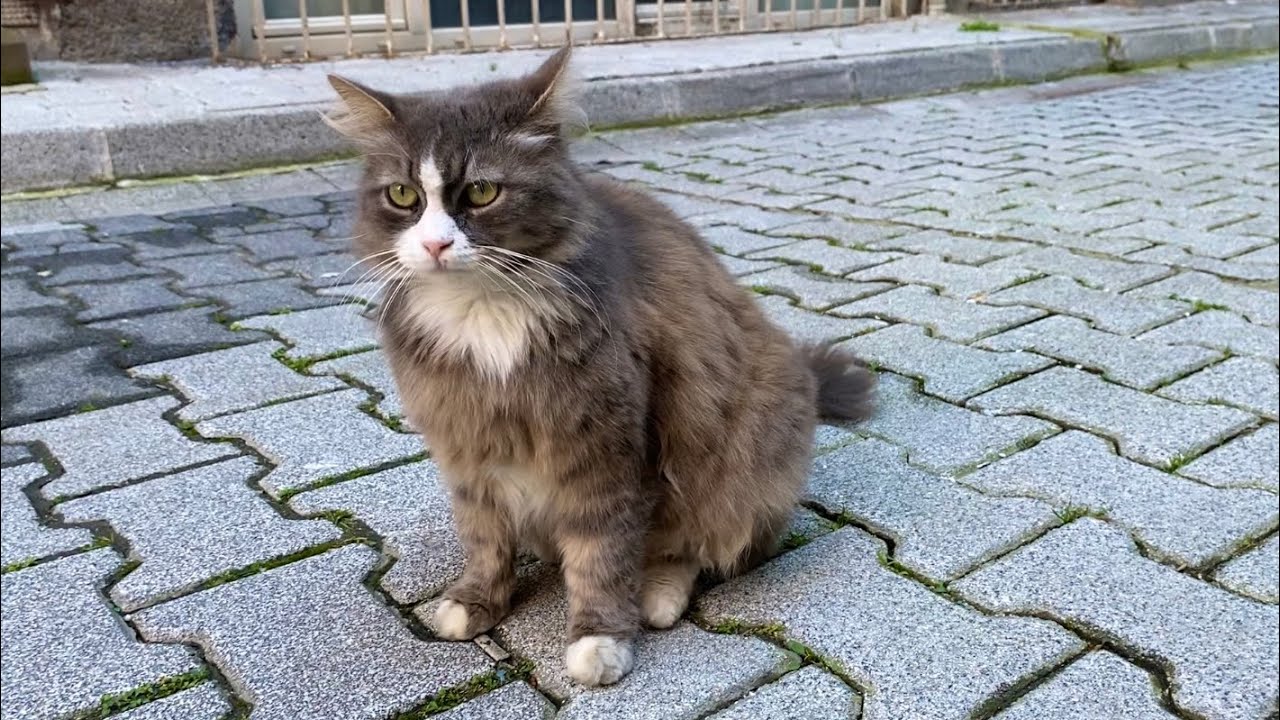Fat beautiful fluffy cute stray Cat. I gave him food. 😍💕 - YouTube
