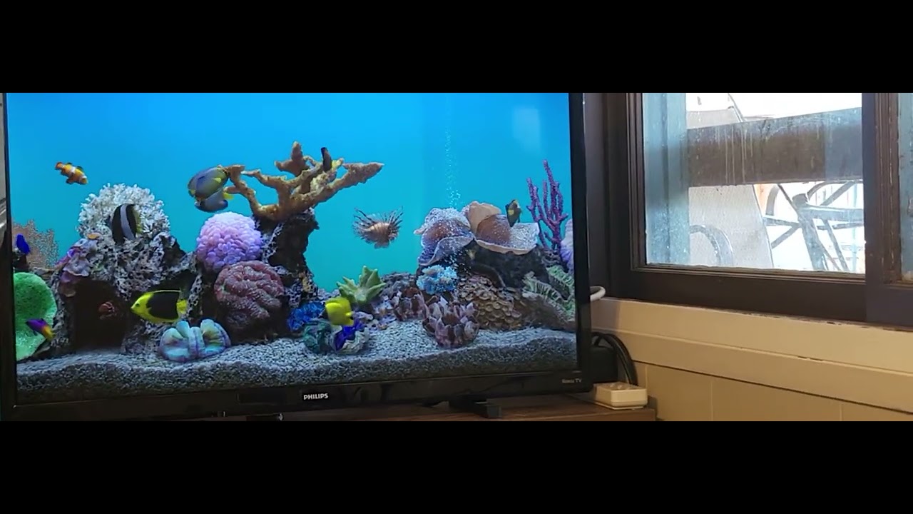 Roku Fish Screensaver - YouTube