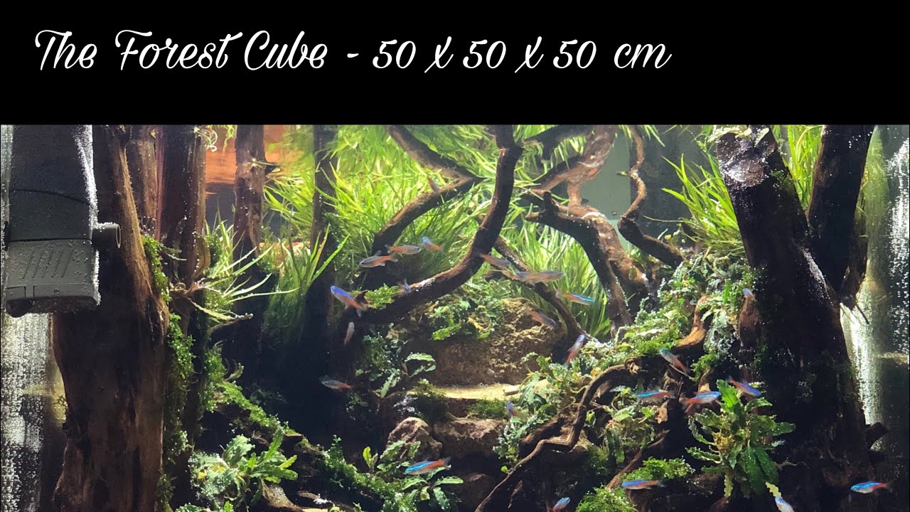 Forest Cube - Layout Making 50 x 50 x 50 Aquascape - YouTube