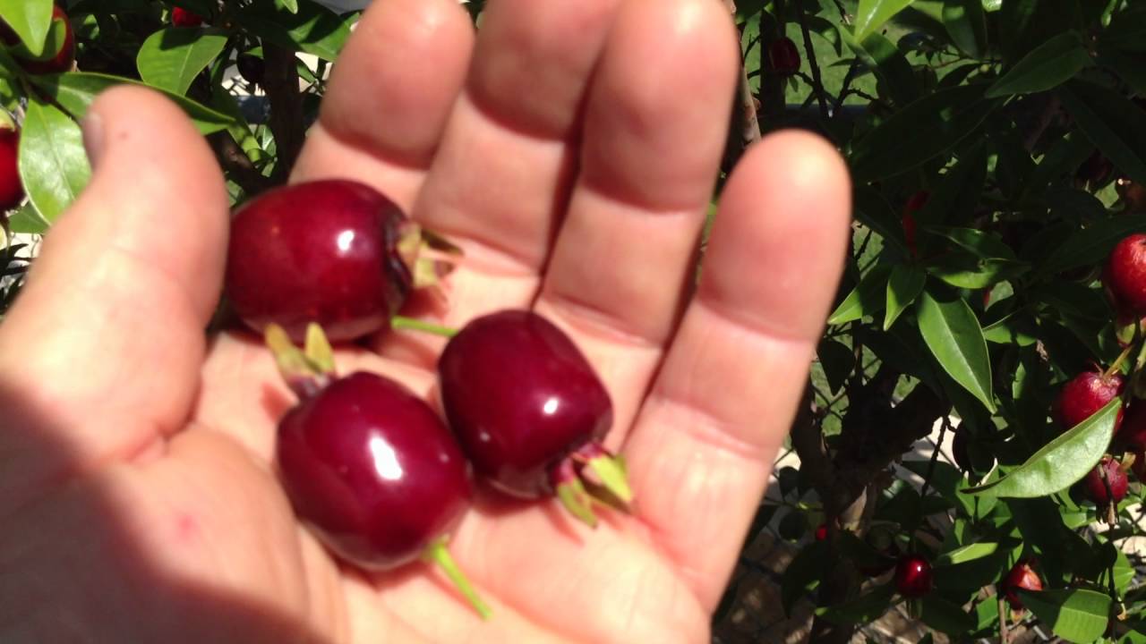Rio Grande Cherry Bountiful Harvest Variety - YouTube