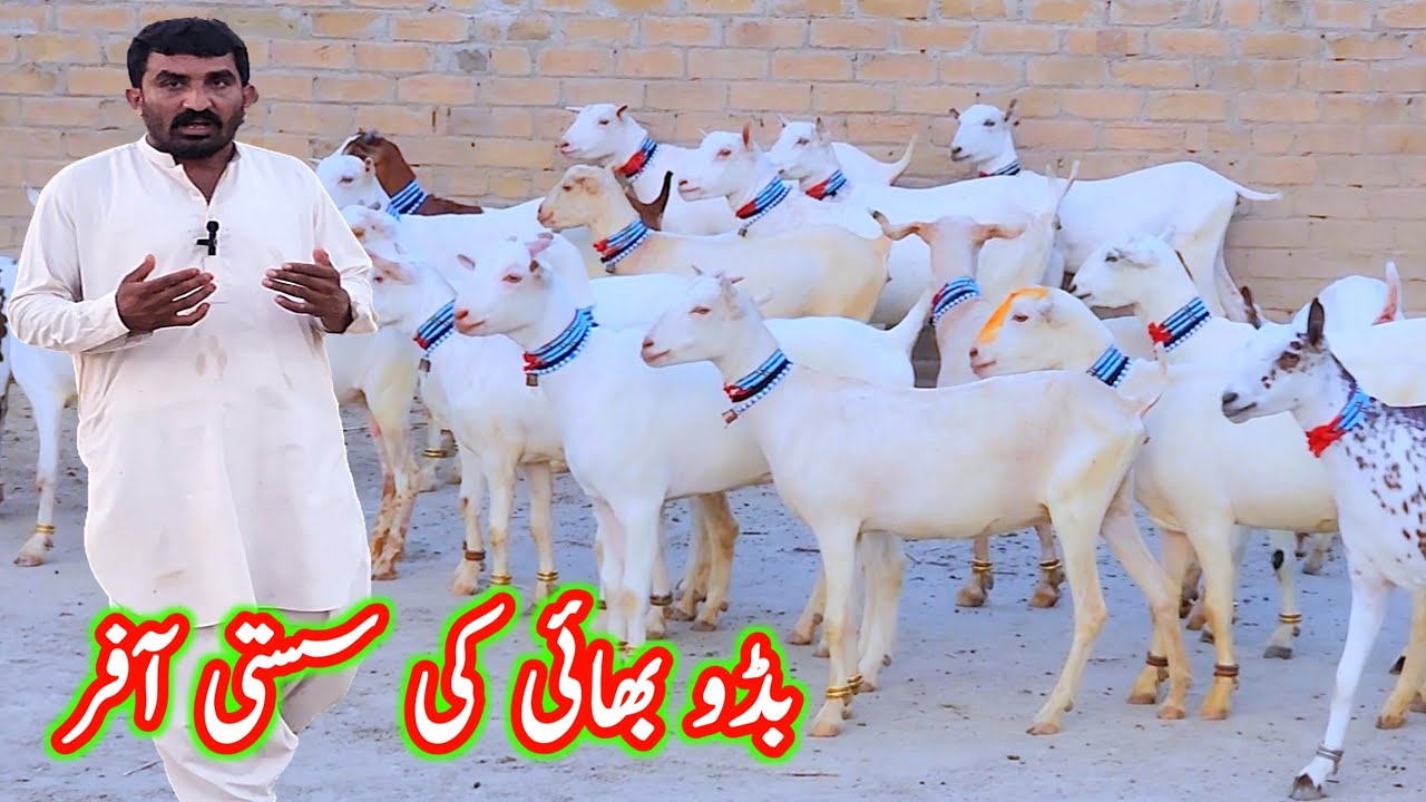 barbri teddi praignt Goats at bismillah goat farm goat farming in ...