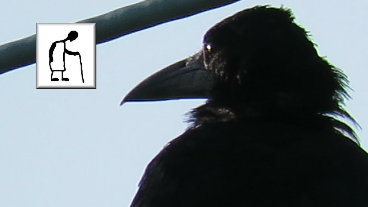 Crow OR is it a Rook? - YouTube