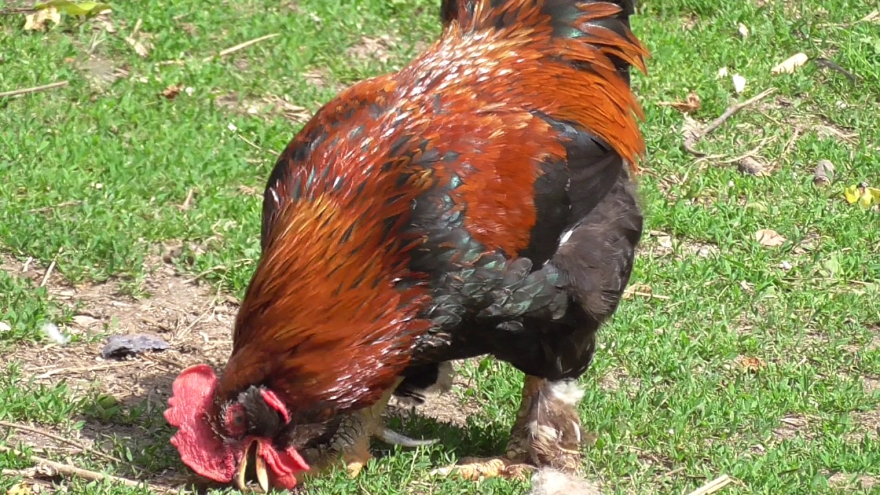 Rooster with Feathered legs - YouTube