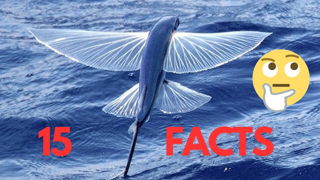 Some flying fish can reach speeds of up to ?? - YouTube