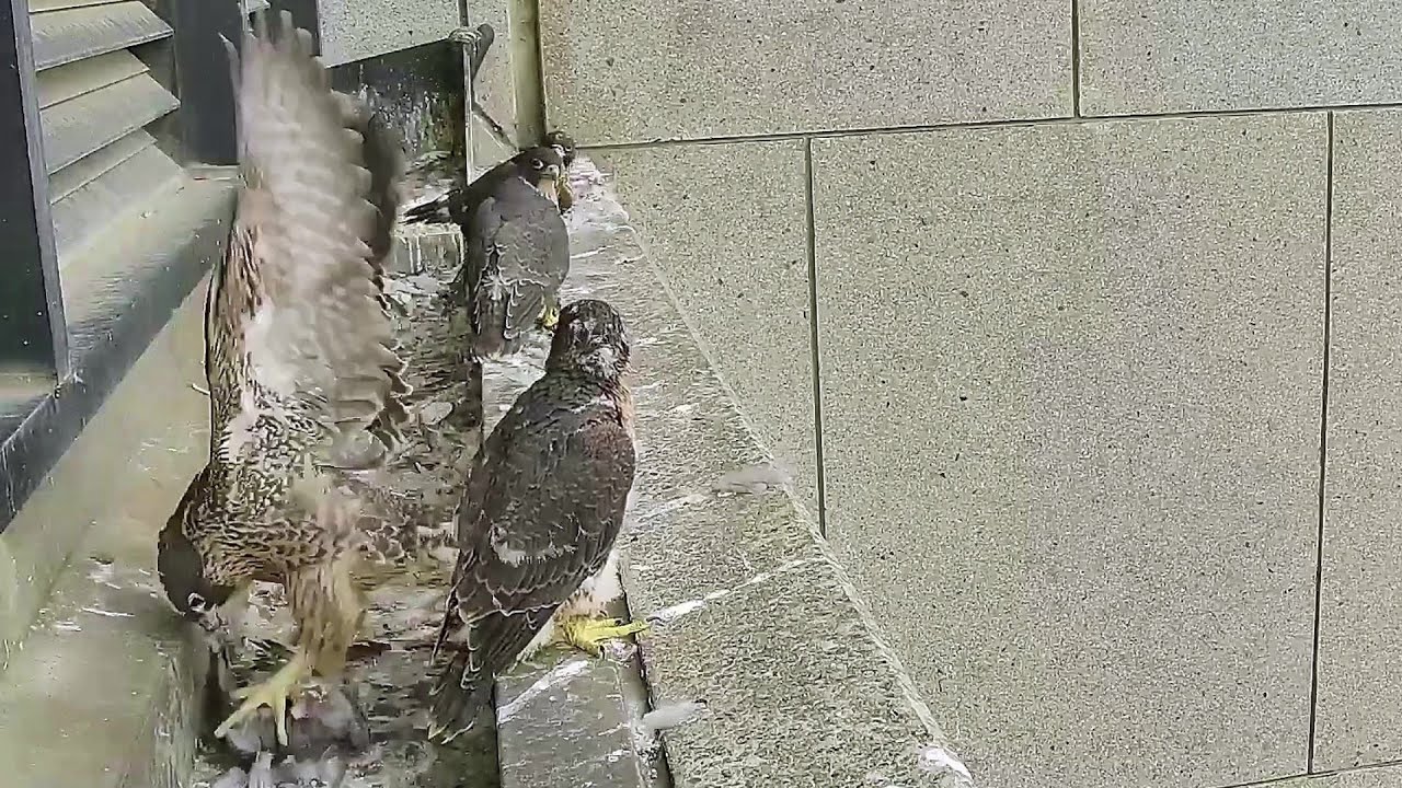 367 Collins Falcons~Fierce wingercises by all! #2 is mantling & dancing ...