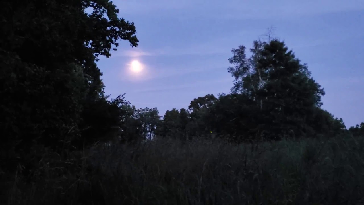 Lightning Bugs in Andorra Meadow - YouTube