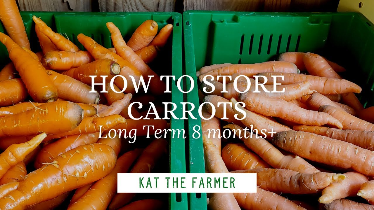 How To Store Carrots - YouTube