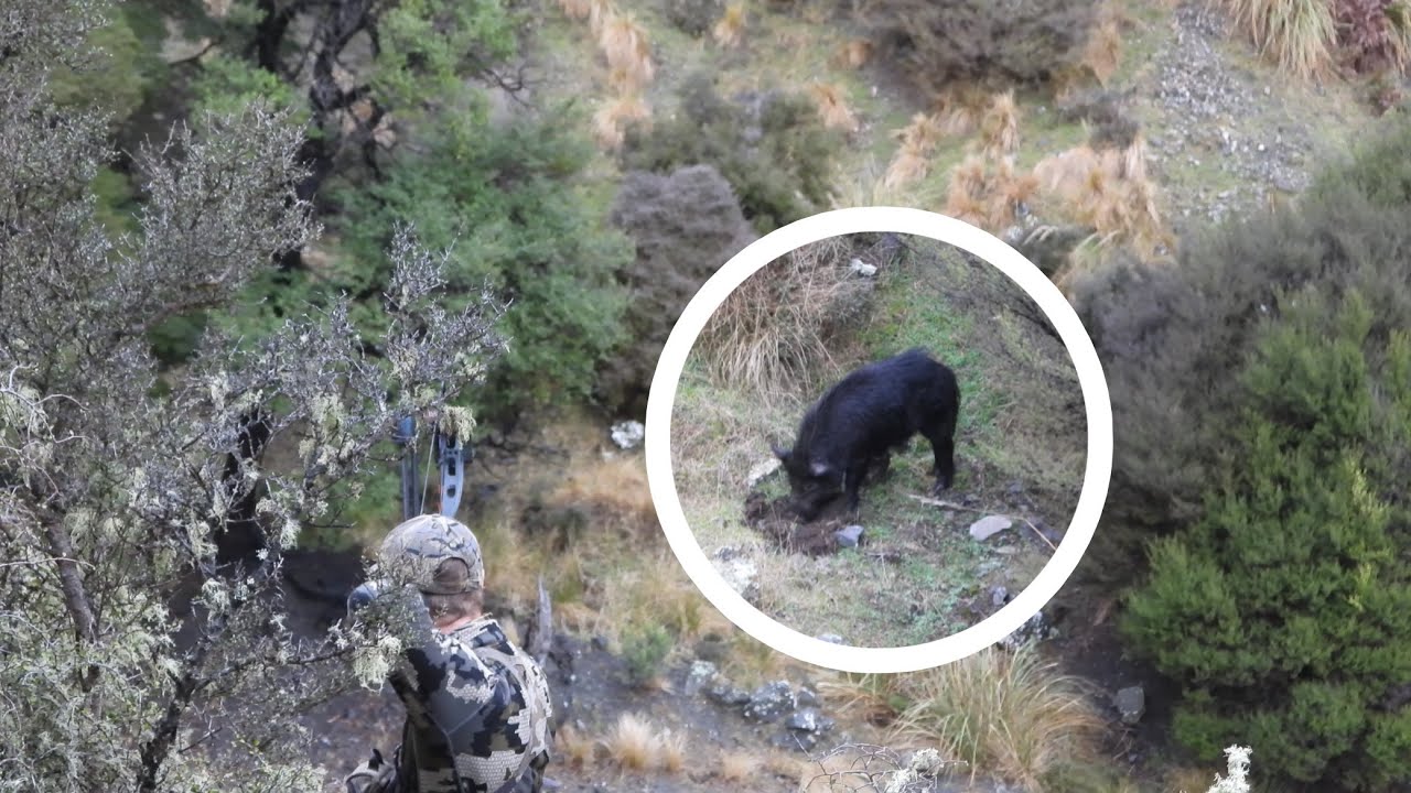 Bow Hunting Mountain Boars NZ - YouTube