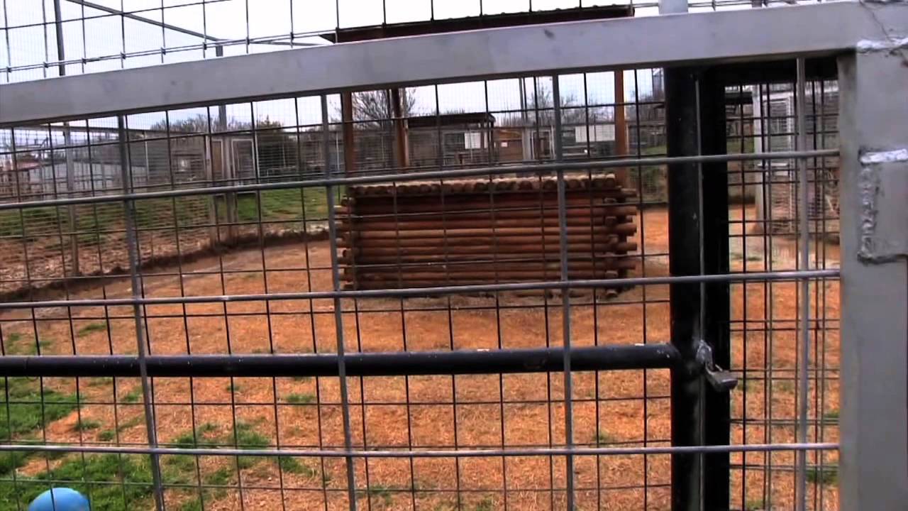 Grizzly Adams talks about the GW Zoo - YouTube