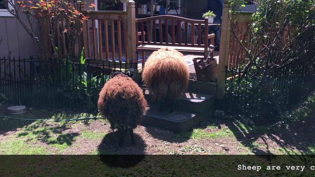 Living with Sheep - On the Rampage - YouTube