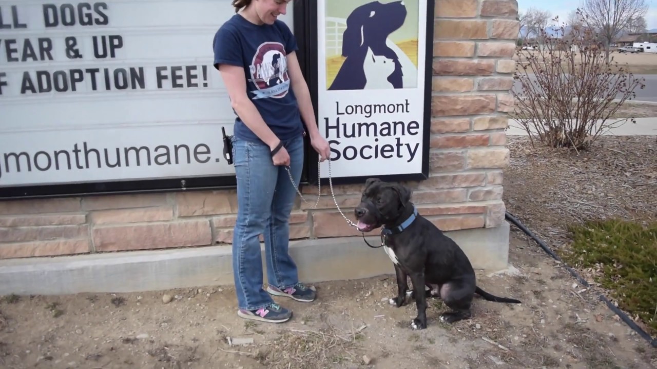 Nismo - Longmont Humane Society (adopted) - YouTube