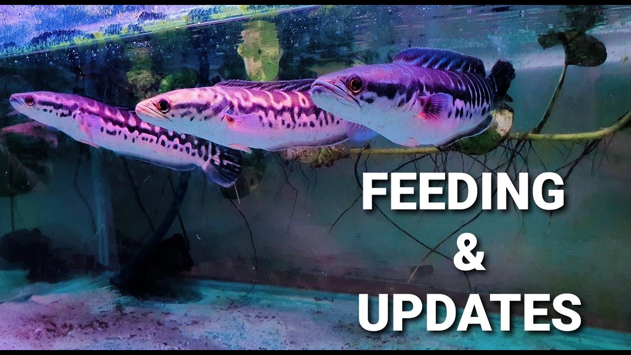 Giant Snakehead Fish | Channa micropeltes Feeding & Updates - YouTube