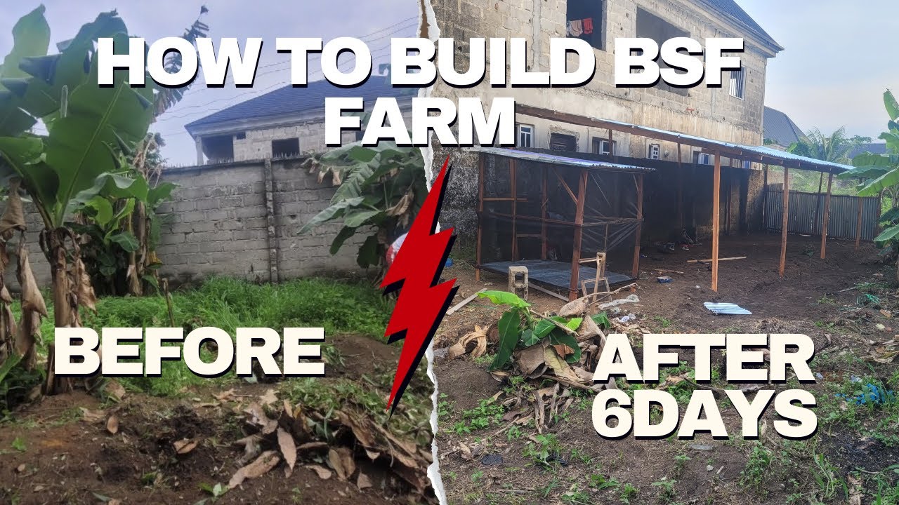 Step-by-Step Guide to Building Your Own Black Soldier Fly Farm EPISODE ...