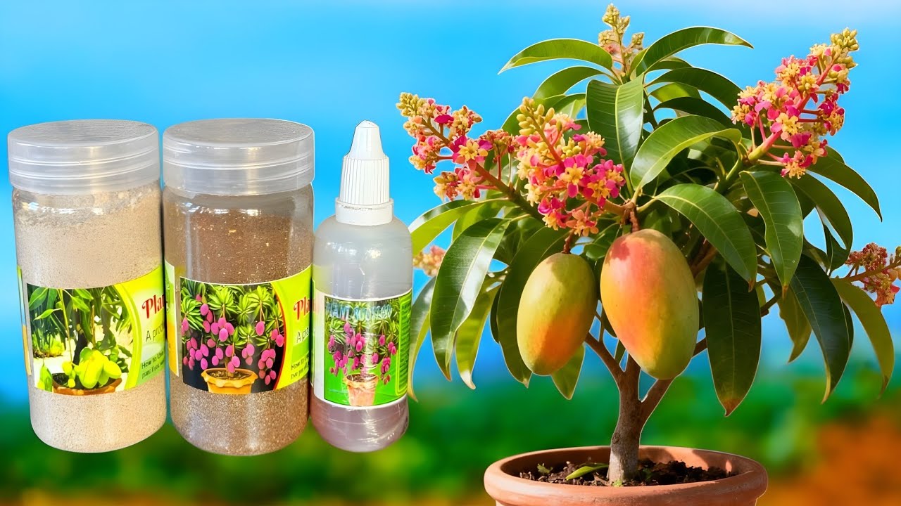 3 Important Tips For Mango Plant Grow In Ports.../ Maidul's Gardening ...