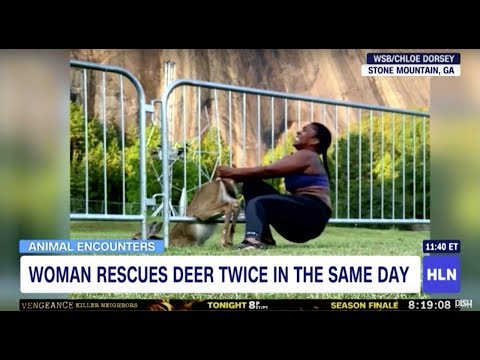 'YOU NEED TO LEARN HOW TO JUMP, BOO!': WOMAN SAVES DEER CAUGHT IN A FENCE *TWICE*