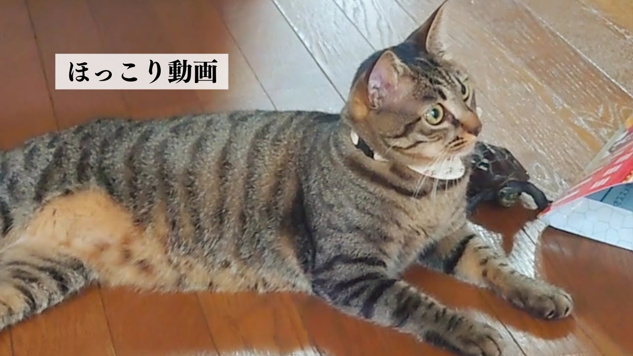 猫と亀の楽しい追いかけっこを見守る動画【Video of cat and skateboard turtle chasing each ...