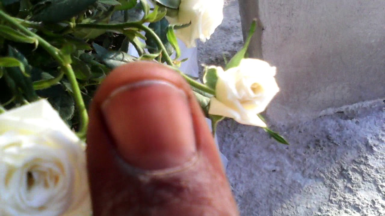 Rosal 7 siete hermanitas rosa flor blanca - YouTube