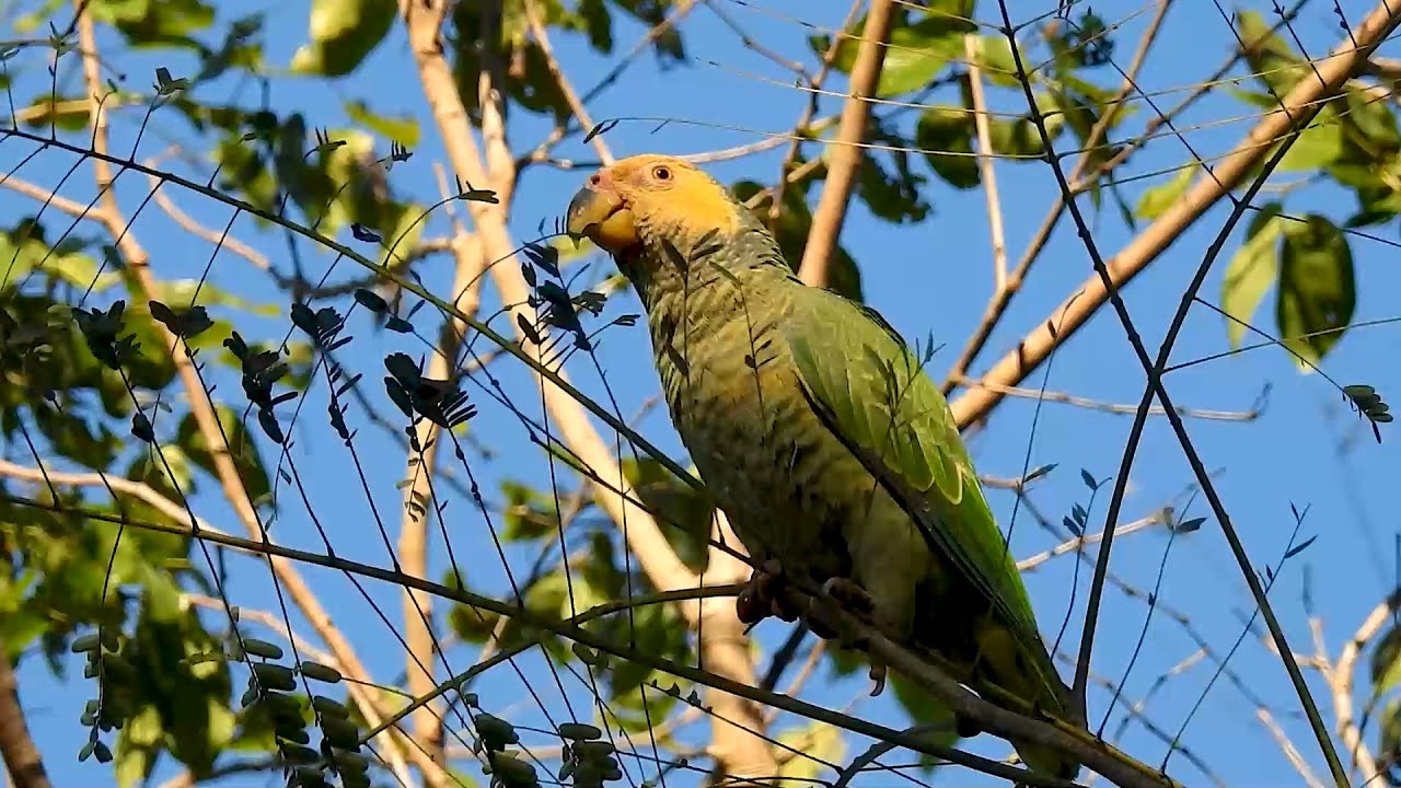 PAPAGAIO-GALEGO canto (ALIPIOPSITTA XANTHOPS), YELLOW-FACED PARROT ...