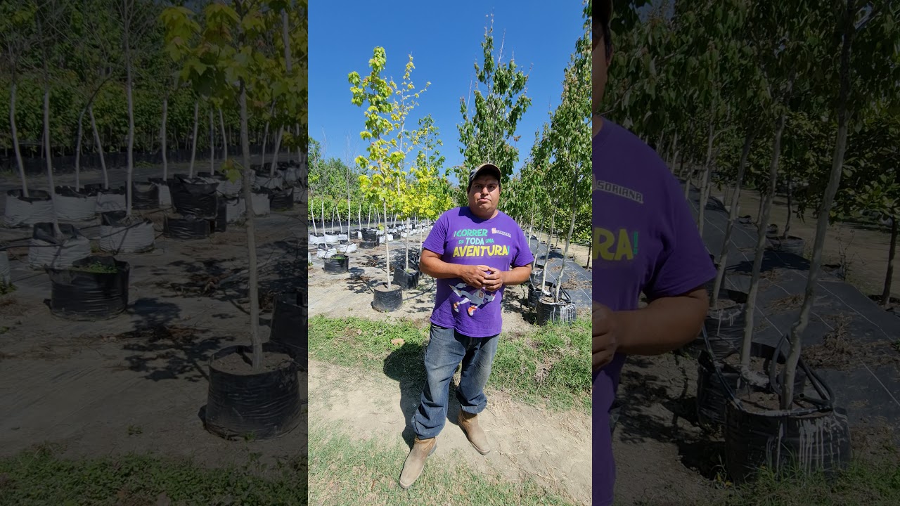 Maple Rojo Canadiense (Acer rubrum) Viveros Regionales - YouTube