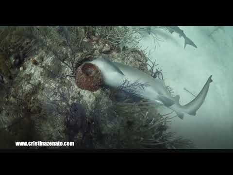 Do upside-down sharks die?
