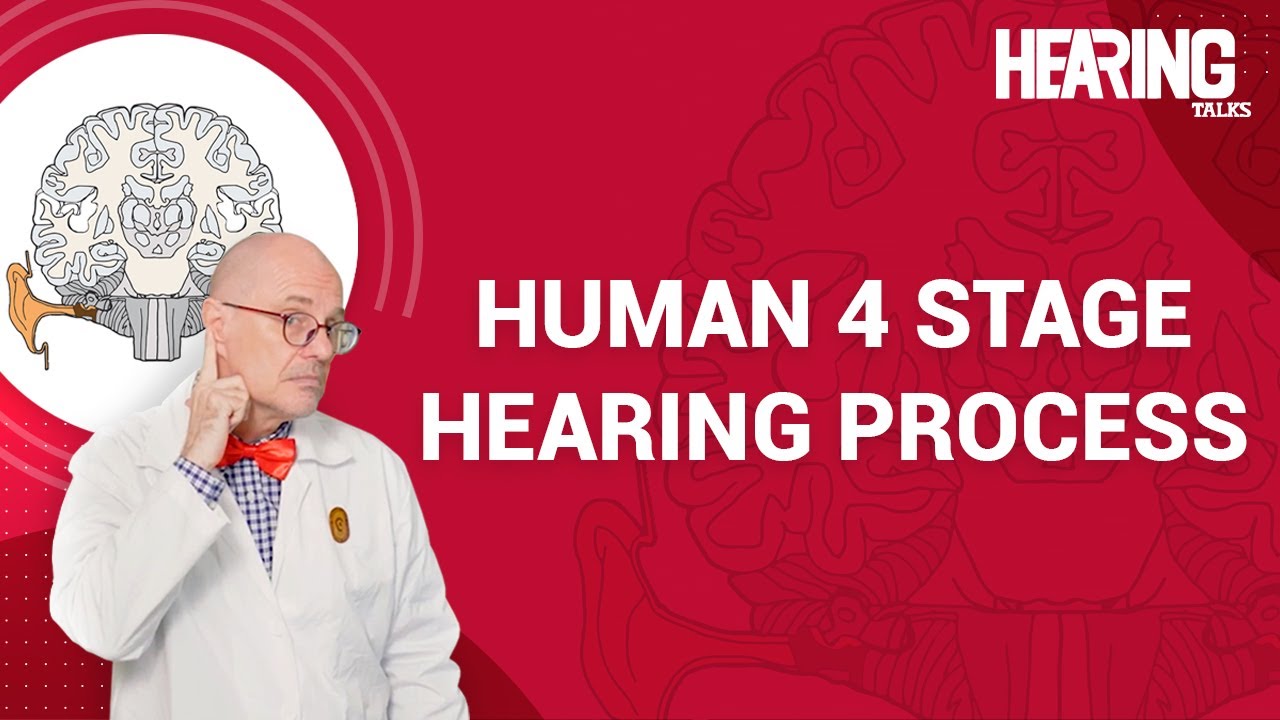 Human 4 Stage Hearing Process - YouTube